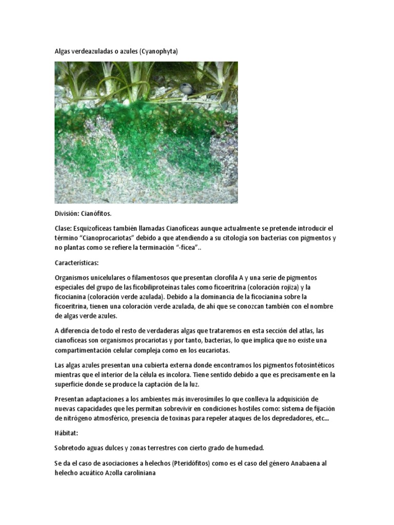 Algas Verde Azules Mapa Conceptual - jlibalwsap