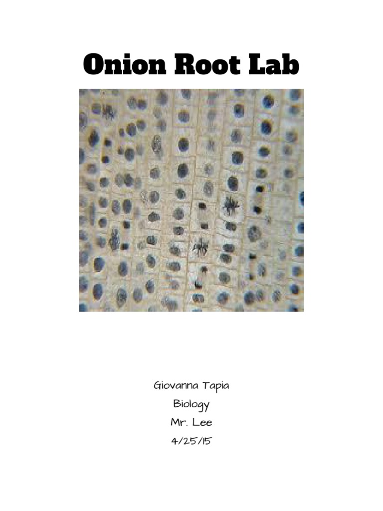 Onion Root Lab: Giovanna Tapia Biology Mr. Lee 4/25/15 | PDF | Mitosis ...