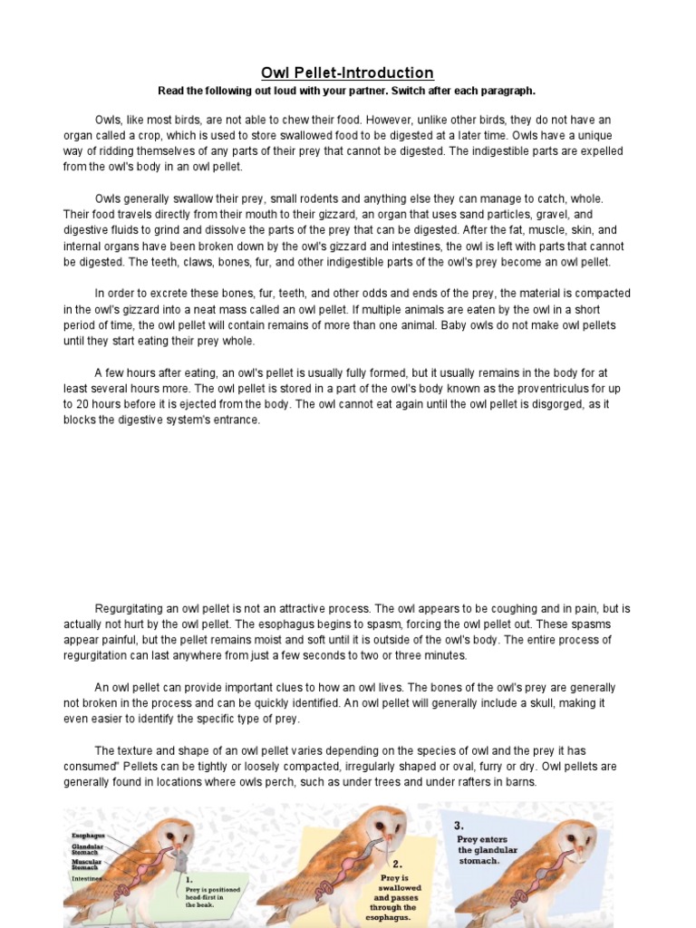 Owl Pellet Dissection | PDF | Owl | Digestion