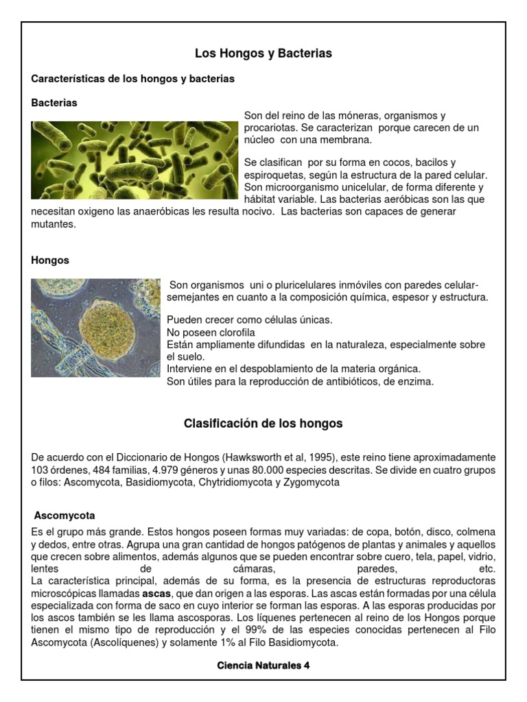 Características de los hongos y bacterias Bacterias | Hongo | Las bacterias