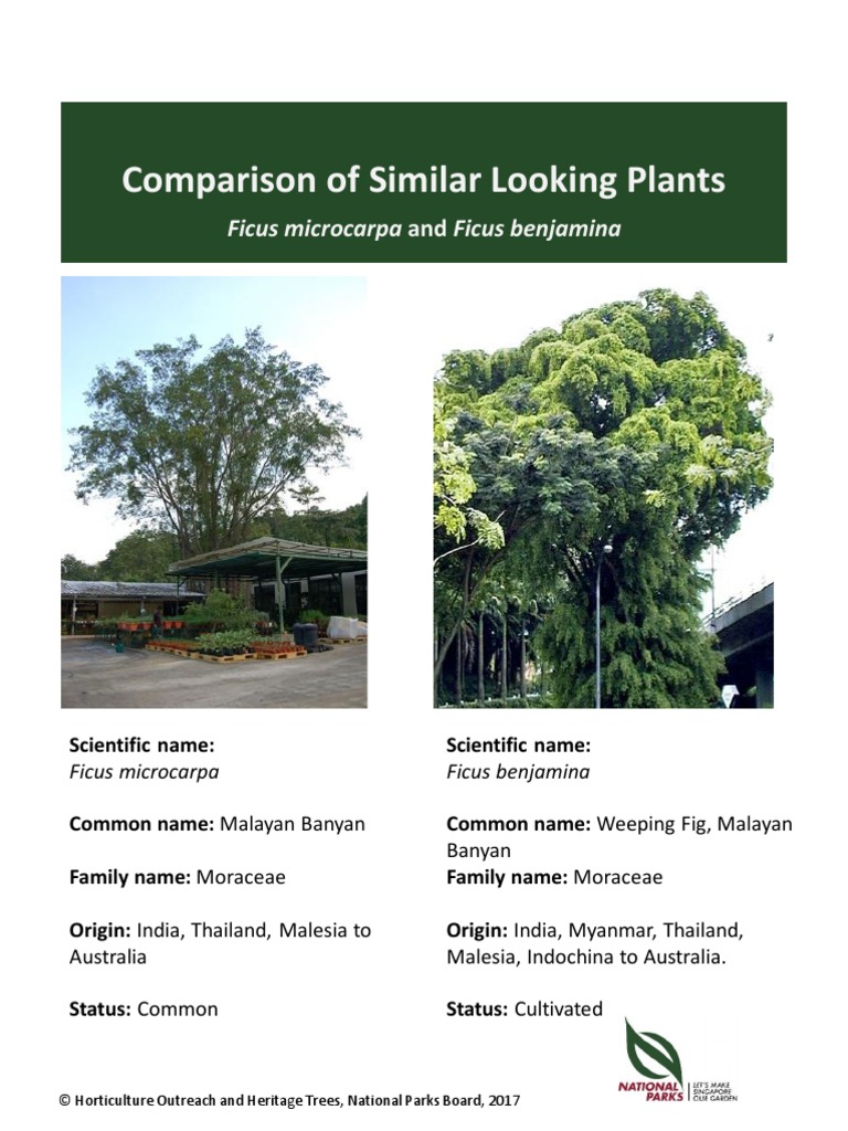 Ficus Microcarpa vs. Ficus Benjamina | PDF | Ficus | Leaf