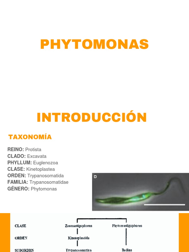Caracterización de Phytomonas | PDF | Hoja | Tallo de la planta