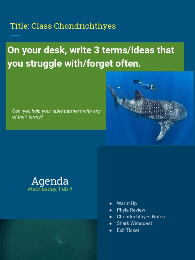 Chondrichthyes Class Overview | PDF | Sharks | Gill