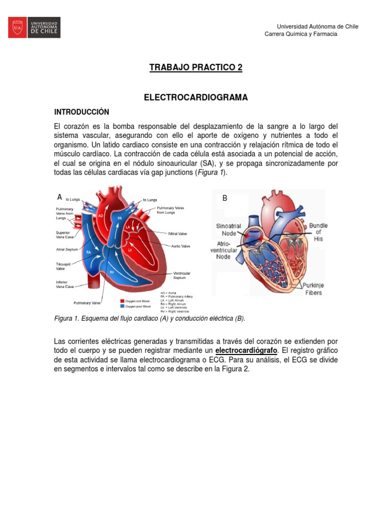 TP2 Práctico Informe ECG QyF | PDF | Electrocardiografia | Corazón