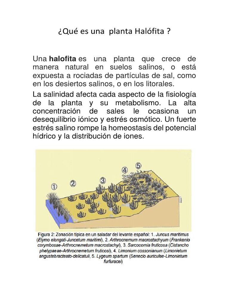 Características de las plantas halófitas | PDF