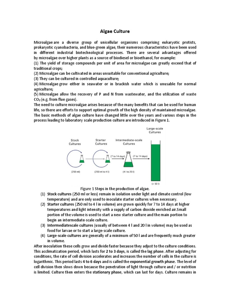 Algae Culture Procedure | PDF | Algae | Cyanobacteria
