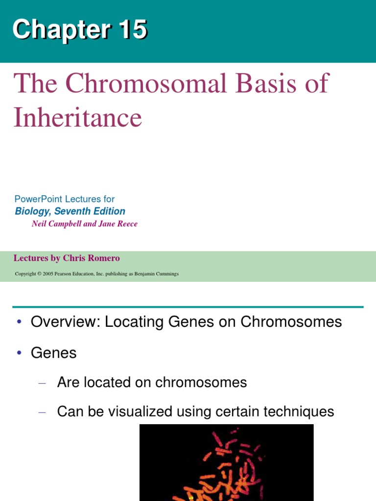 The Chromosomal Basis of Inheritance: Powerpoint Lectures For | PDF | Genetic Linkage | Genetic ...