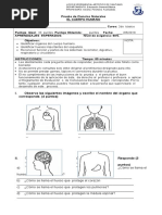 Evaluación del Cuerpo Humano 2° Básico | PDF | Estómago | Pulmón