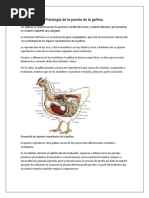 Anatomia y Fisiologia de Aparato Reproductor Del Gallo | PDF | Salud y ...