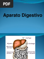 Condrogénesis y Crecimiento del Cartílago | PDF