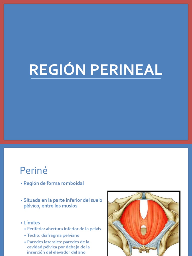 Region Perineal | PDF | Pelvis | Vagina