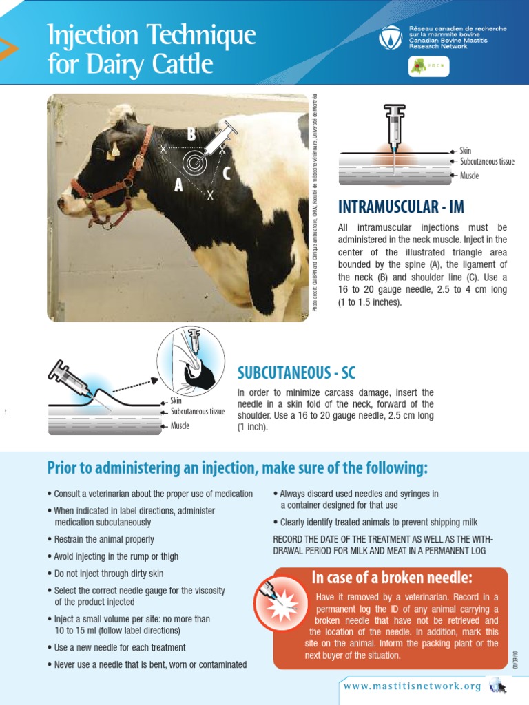 Injection Technique for Dairy Cattle | PDF | Injection (Medicine) | Medical Treatments