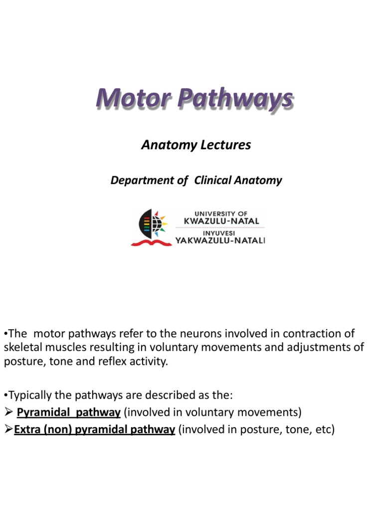 Motor Pathways (1) 2019 | PDF | Motor Neuron | Spinal Cord