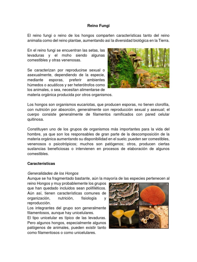 Reino Fungi | PDF | Hongo | Cianobacterias