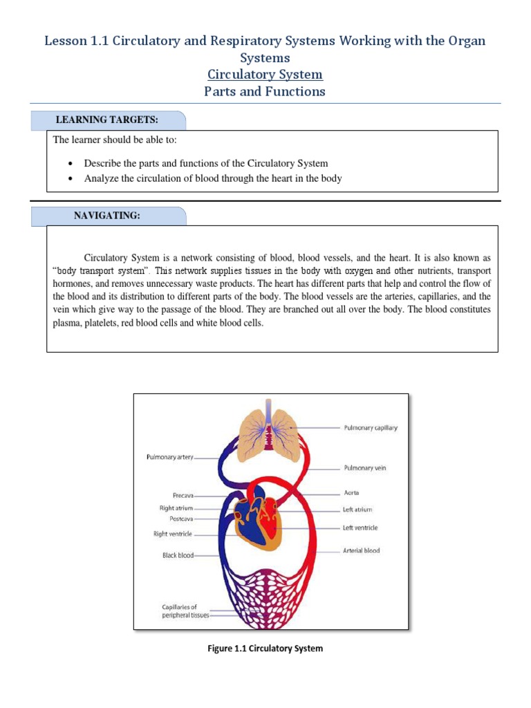 Lesson 1.1 Circulatory and Respiratory Systems Working With The Organ ...