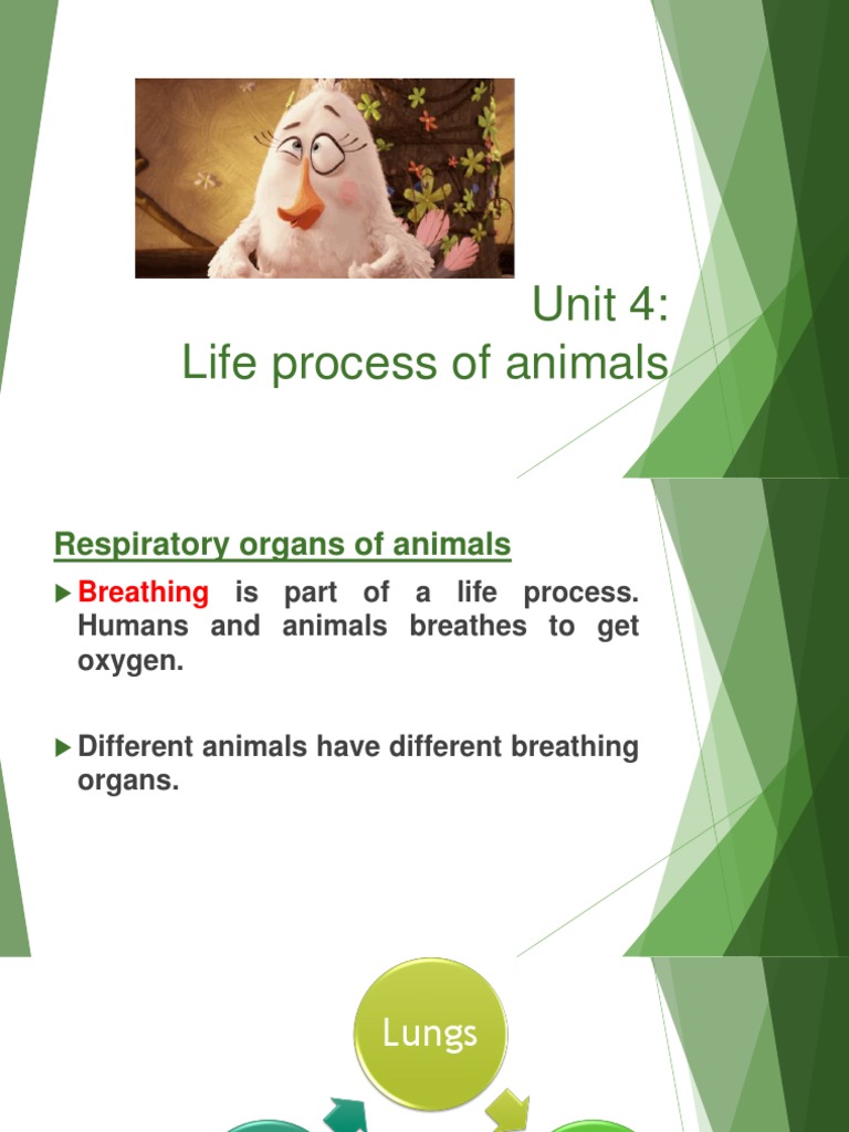 Unit 4-Life Process of Animals | PDF | Wellness | Science & Mathematics