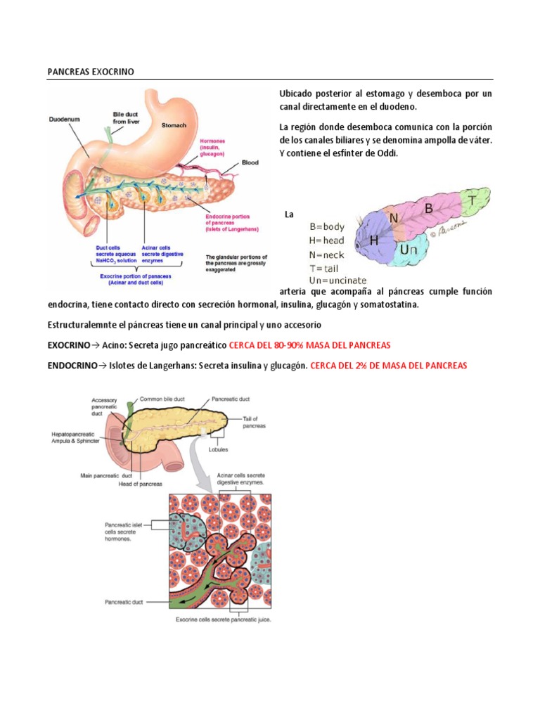 Funciones Exocrinas del Páncreas | PDF | Páncreas | Anatomía