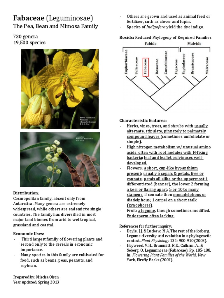 Fabaceae (Leguminosae) : The Pea, Bean and Mimosa Family | PDF | Plant ...