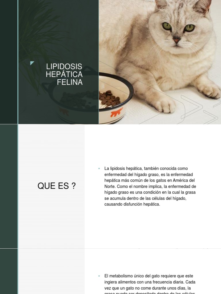 Lipidosis Hepatica | PDF | Hígado | Gatos