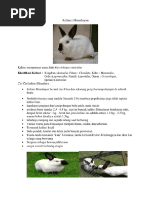 Kelinci Himalayan The Pets At Fabulous Home Purchase