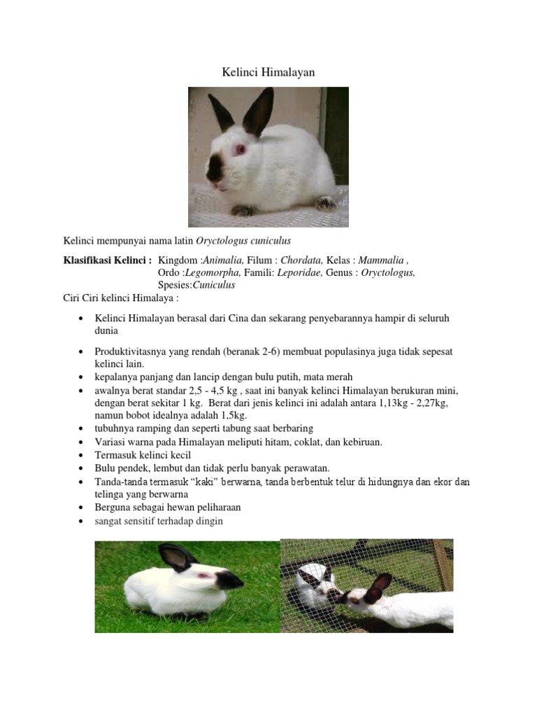 Kelinci Himalayan | PDF