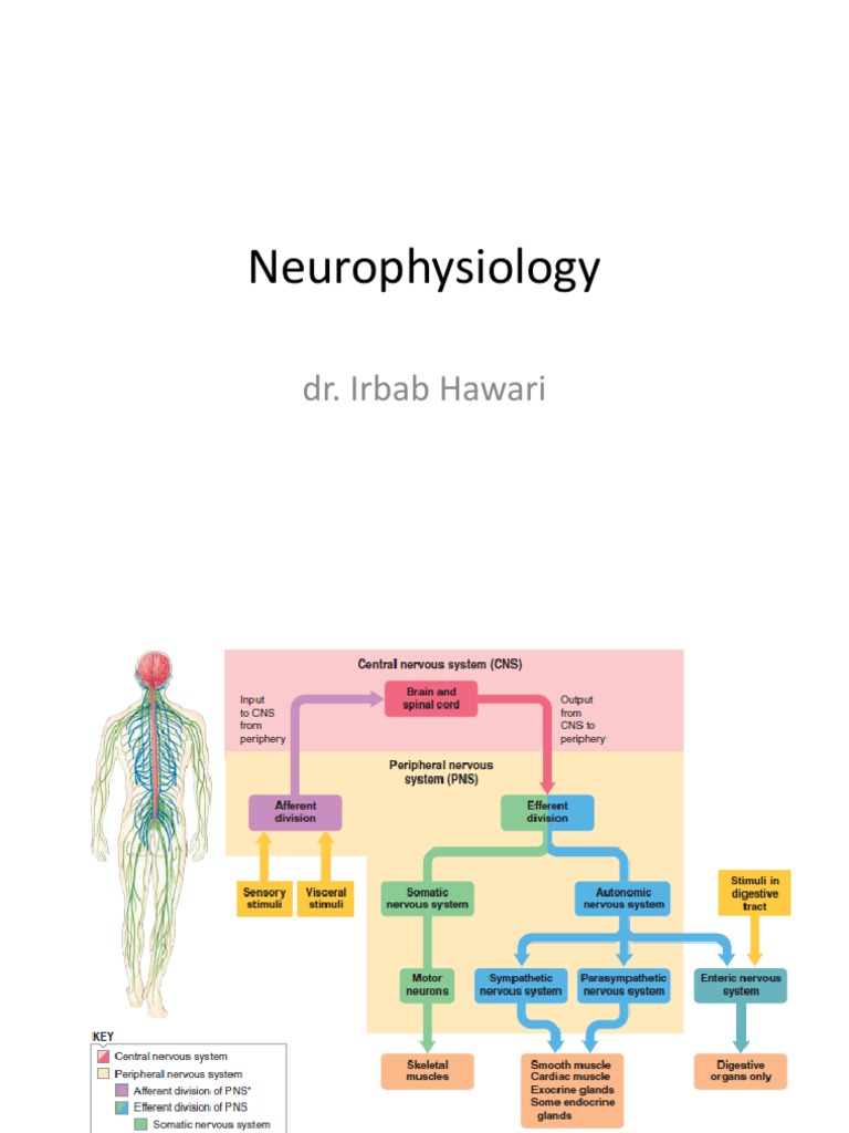 Neurophysiology | PDF | Acetylcholine | Neurotransmitter
