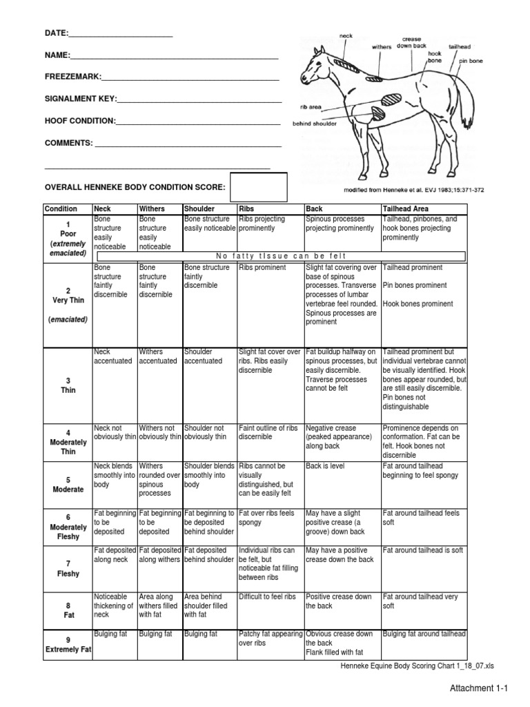 Henneke BCS Chart | Vertebra | Horses