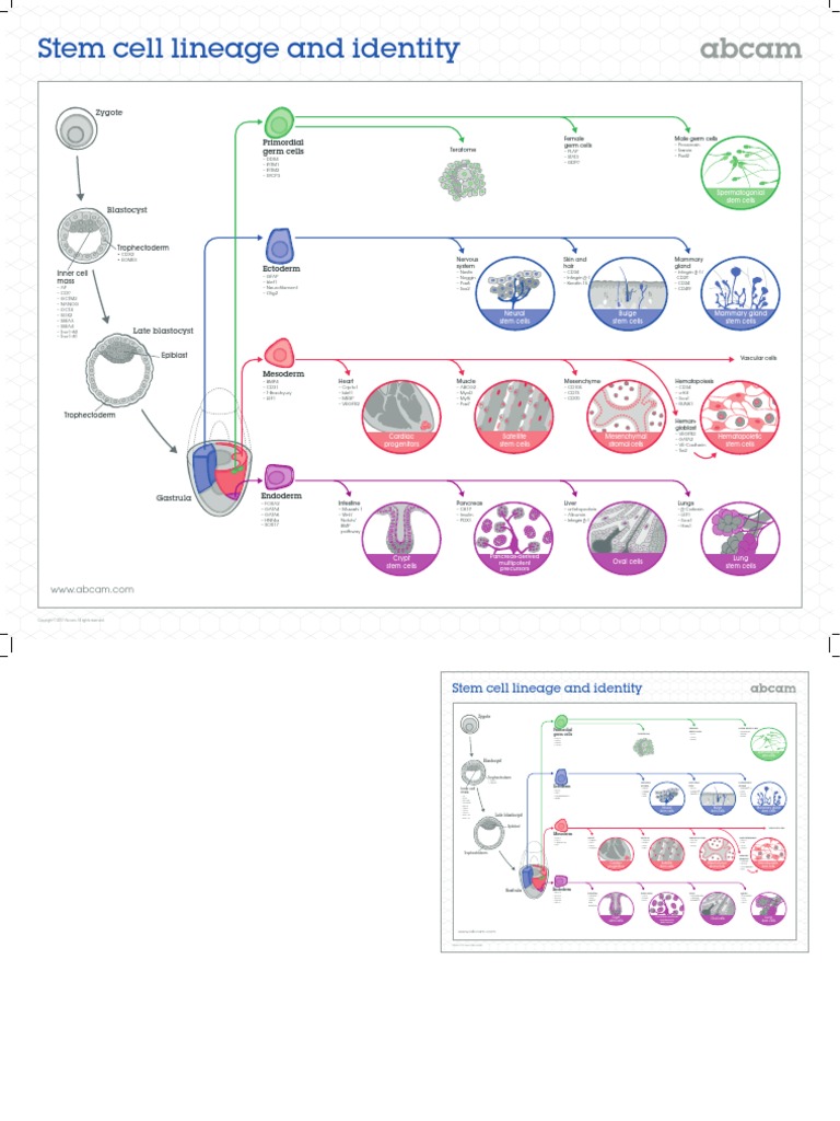 Stem Cell Lineage and Identity: Zygote | Download Free PDF | Stem Cell ...