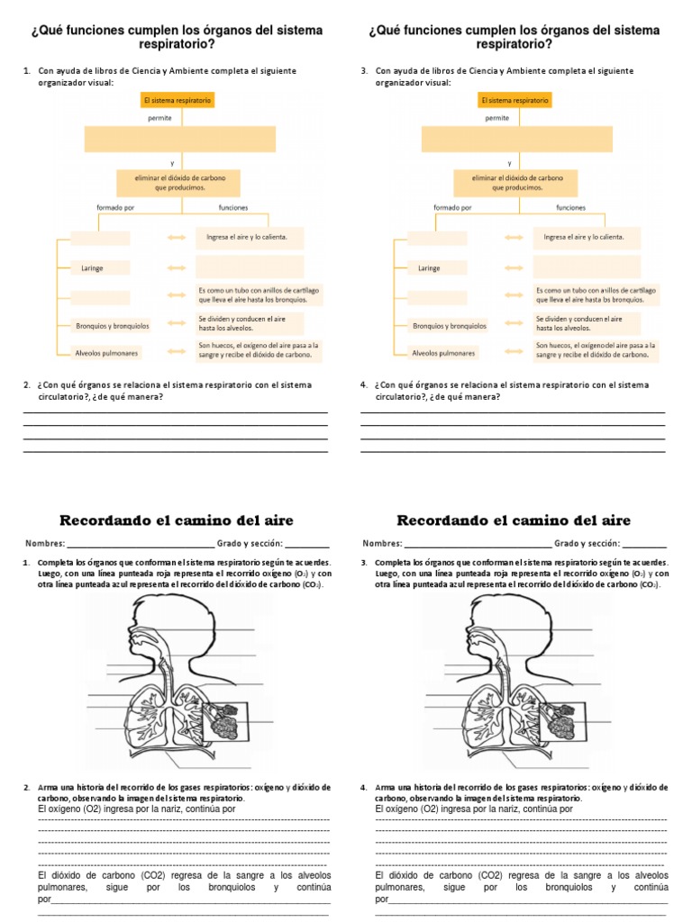Ficha Sistema Respiratorio | PDF | Sistema respiratorio | Pulmón