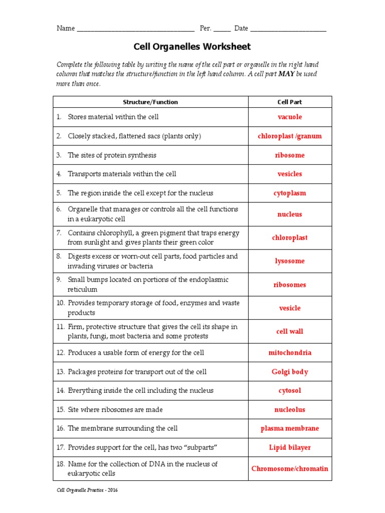 Plant Cell Organelles Worksheet Answers | PDF | Lysosome | Cell (Biology)