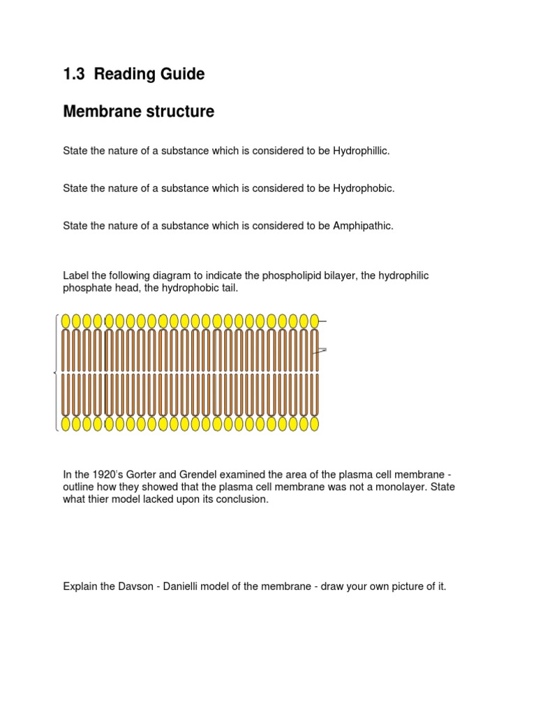 1.3 Reading Guide | PDF | Cell Membrane | Cell (Biology)