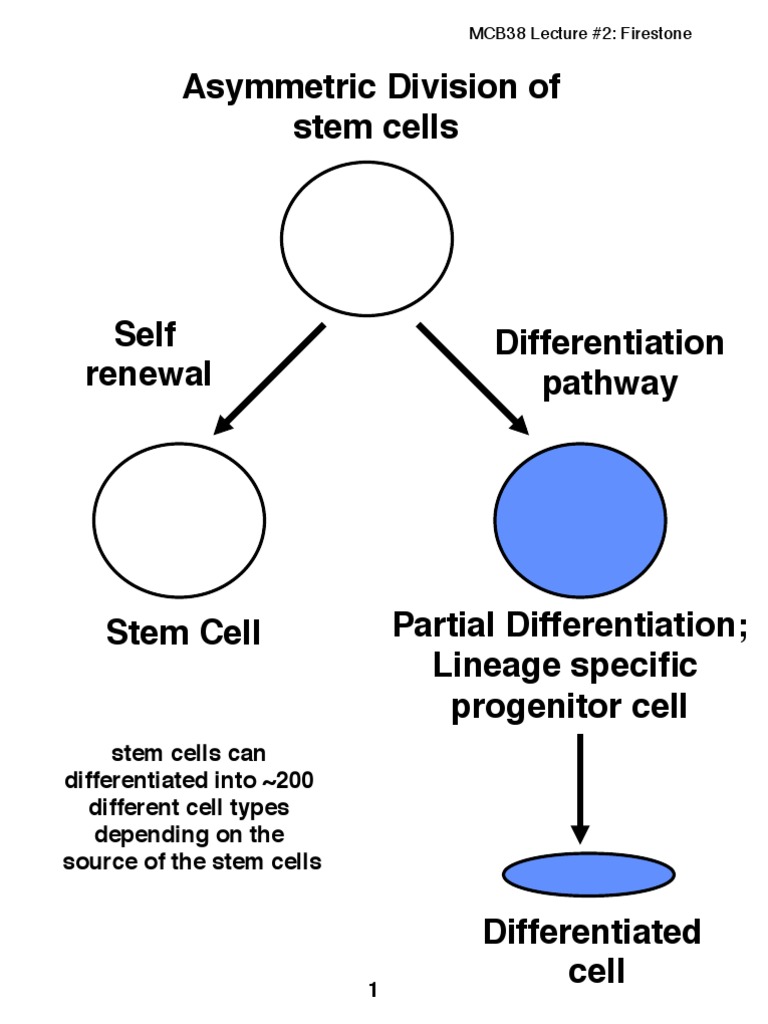 Asymmetric Division of Stem Cells | PDF | Epithelium | Signal Transduction