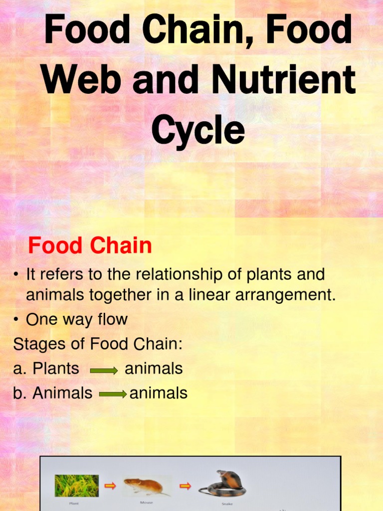 Food Chain Web and Nutrient Cycle Eco | PDF | Food Web | Atmosphere Of ...