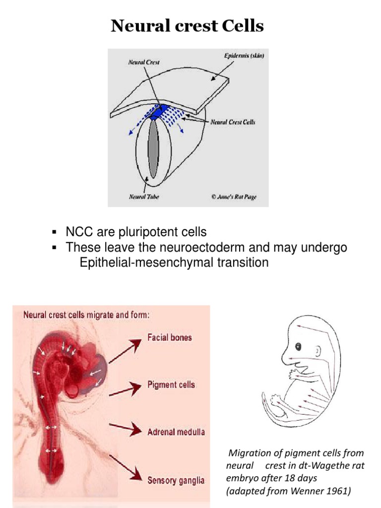 2016 Neural Crest Cells | Developmental Biology | Nervous System