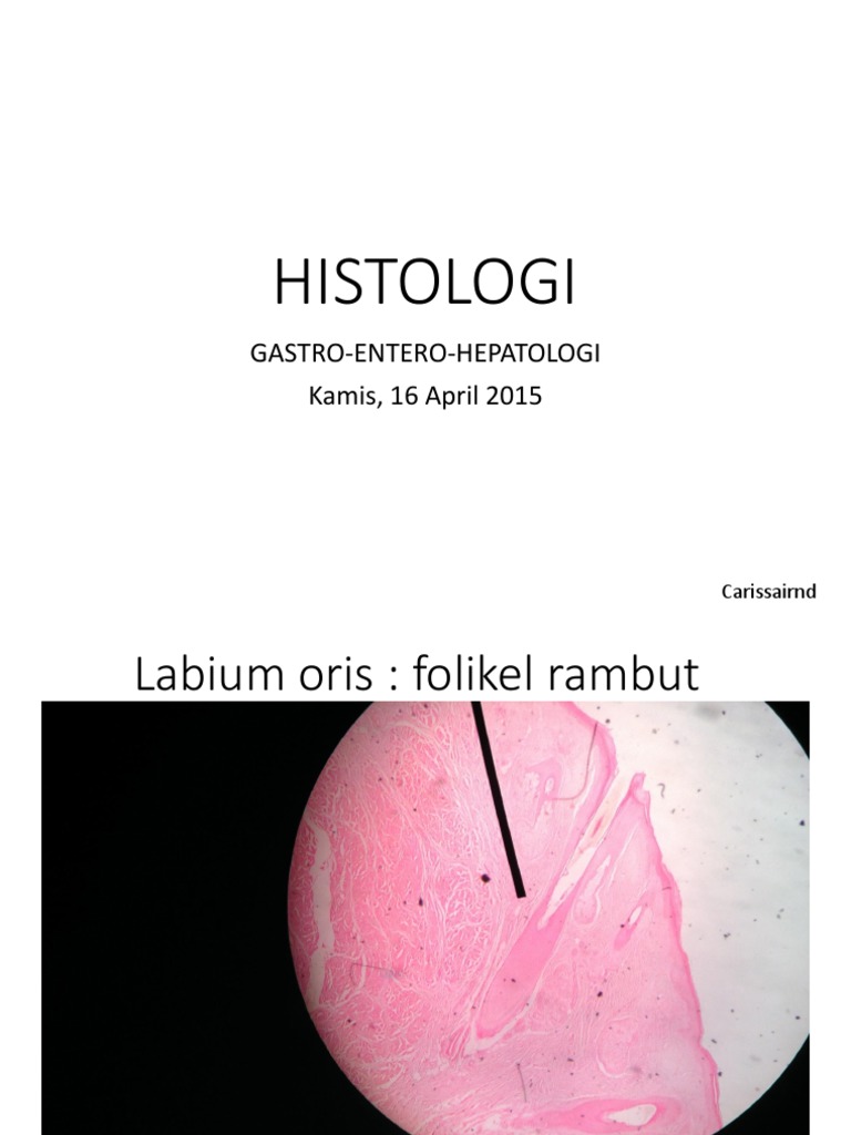 Histologi: Gastro-Entero-Hepatologi Kamis, 16 April 2015 | PDF ...