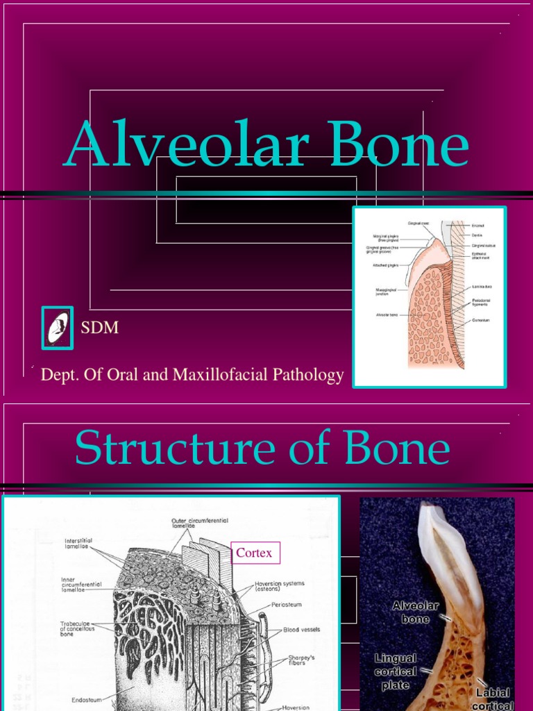 Alveolar Bone | PDF | Bone | Human Anatomy