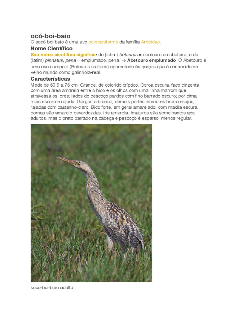 Características do Socó-Boi-Baio | PDF | Bico | Aves