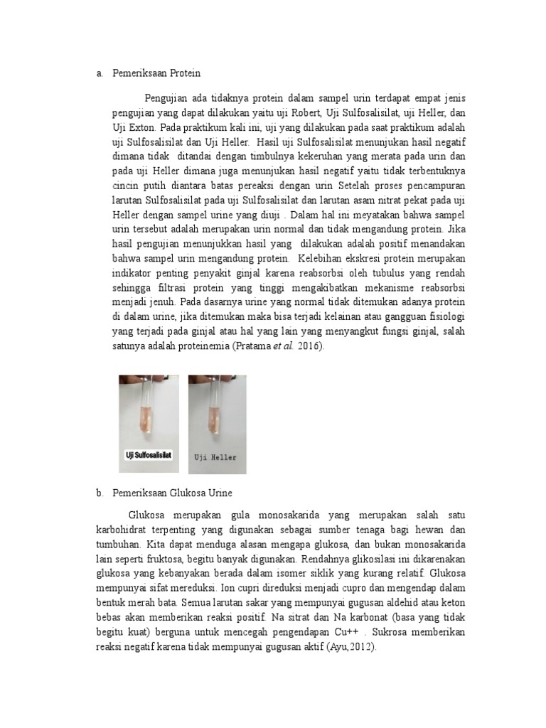 Uji Protein Dan Glukosa | PDF