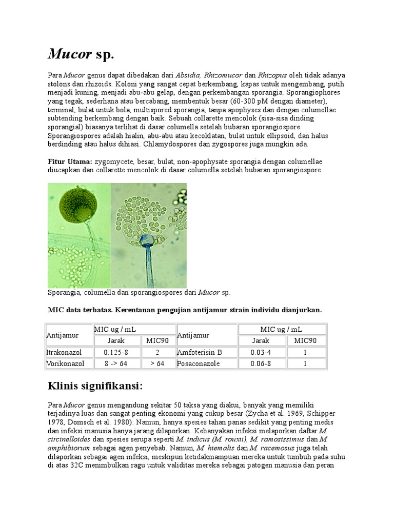 Mucor SP | PDF