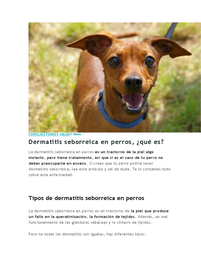 Seborrea Canina | PDF | Perros | Piel