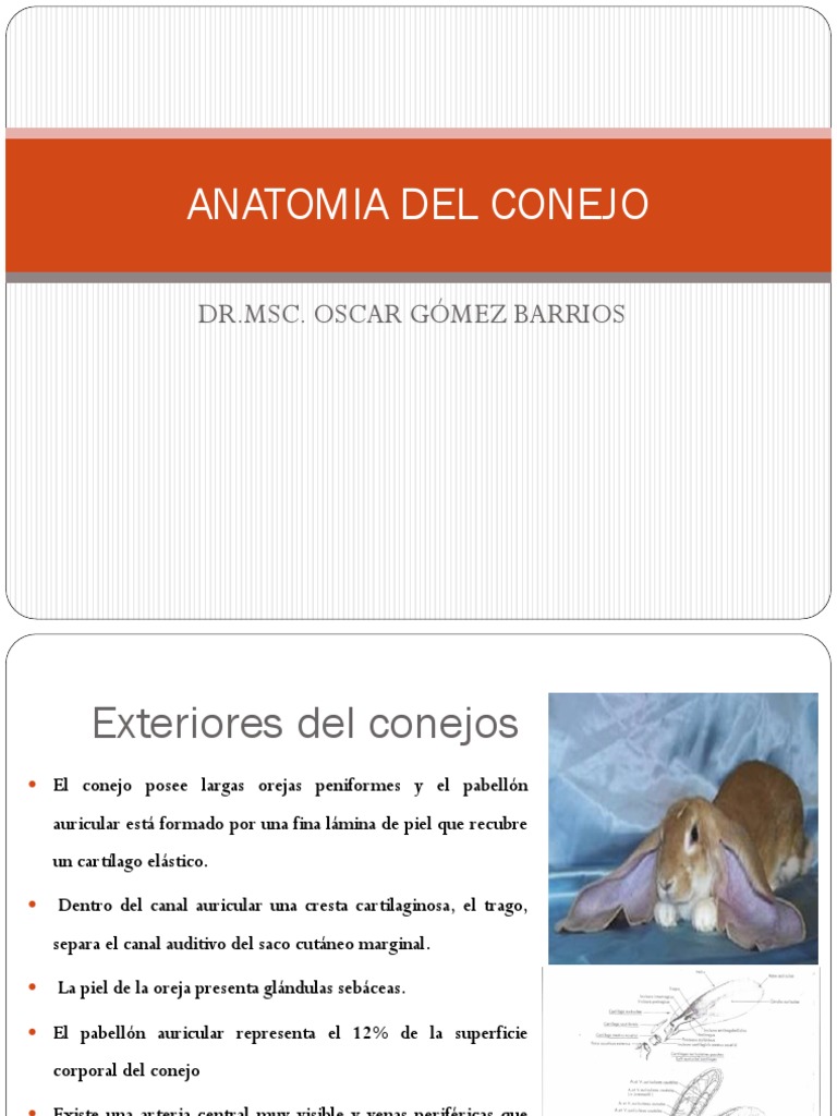 Anatomia Del Conejo | PDF | Esófago | Estómago
