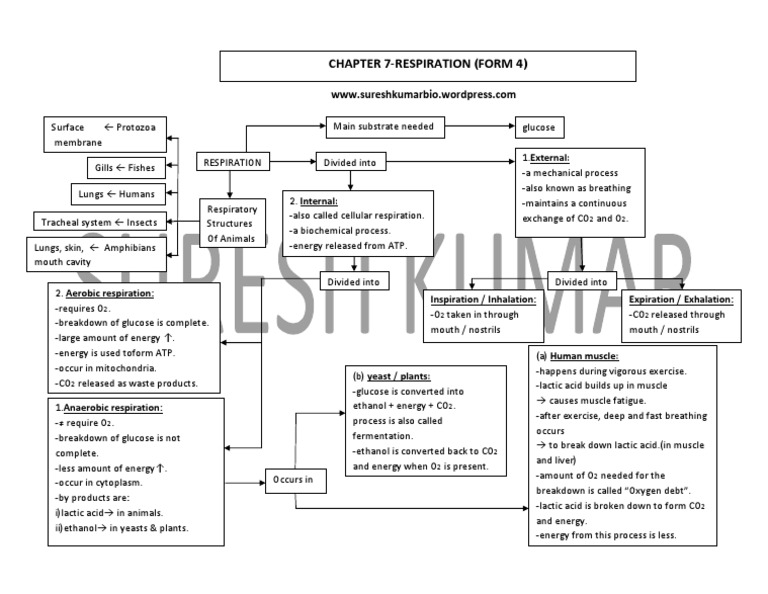 Chapter 7-Respiration (Form 4) : Inspiration / Inhalation: Expiration ...