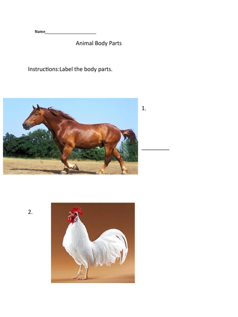 Animal Body Parts: Name | PDF