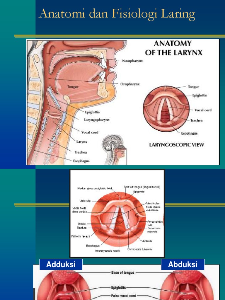 Anatomi Fisiologi Laring Faring | PDF