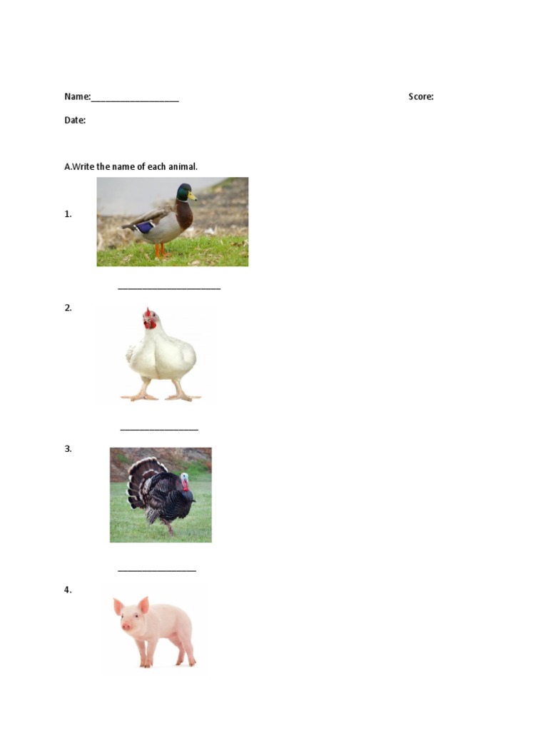 Test Farm Animals | PDF