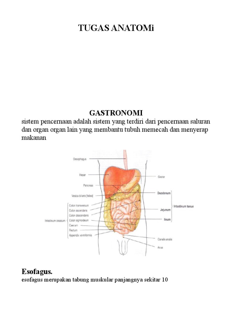 Anatomi Gastro | PDF