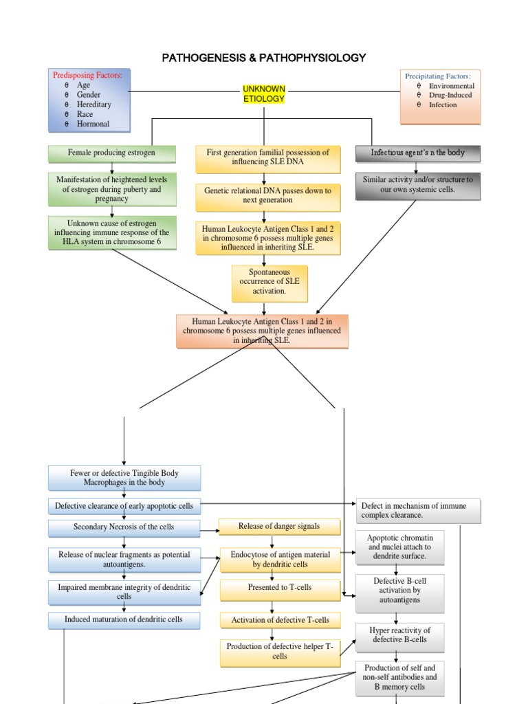 SLE Pathophysiology Overview | PDF | Systemic Lupus Erythematosus ...