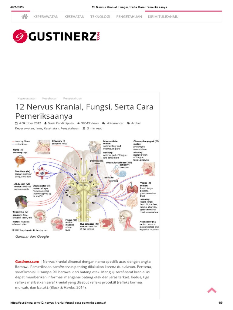 12 Nervus Kranial, Fungsi, Serta Cara Pemeriksaanya | PDF