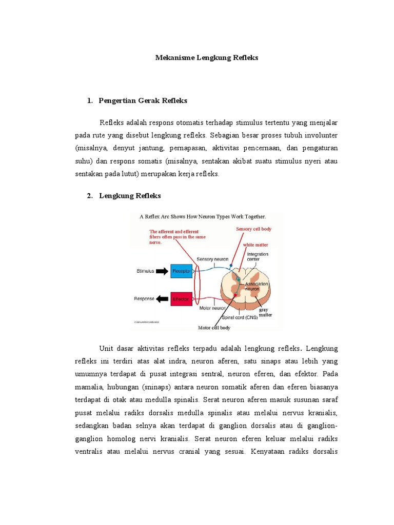Mekanisme Lengkung Refleks Tubuh | PDF | Pengembangan Diri