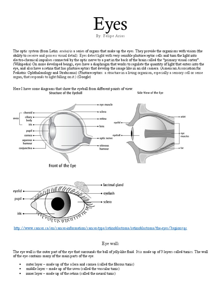 Receive and Process Visual Detail) - Eyes Detect Light With: By: Felipe ...